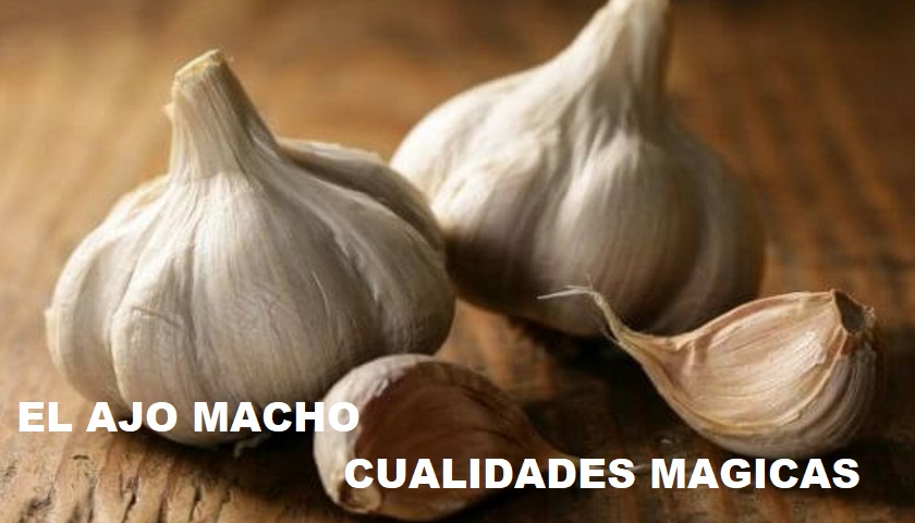 Cualidades mágicas del Ajo Macho - Tarot de Bel